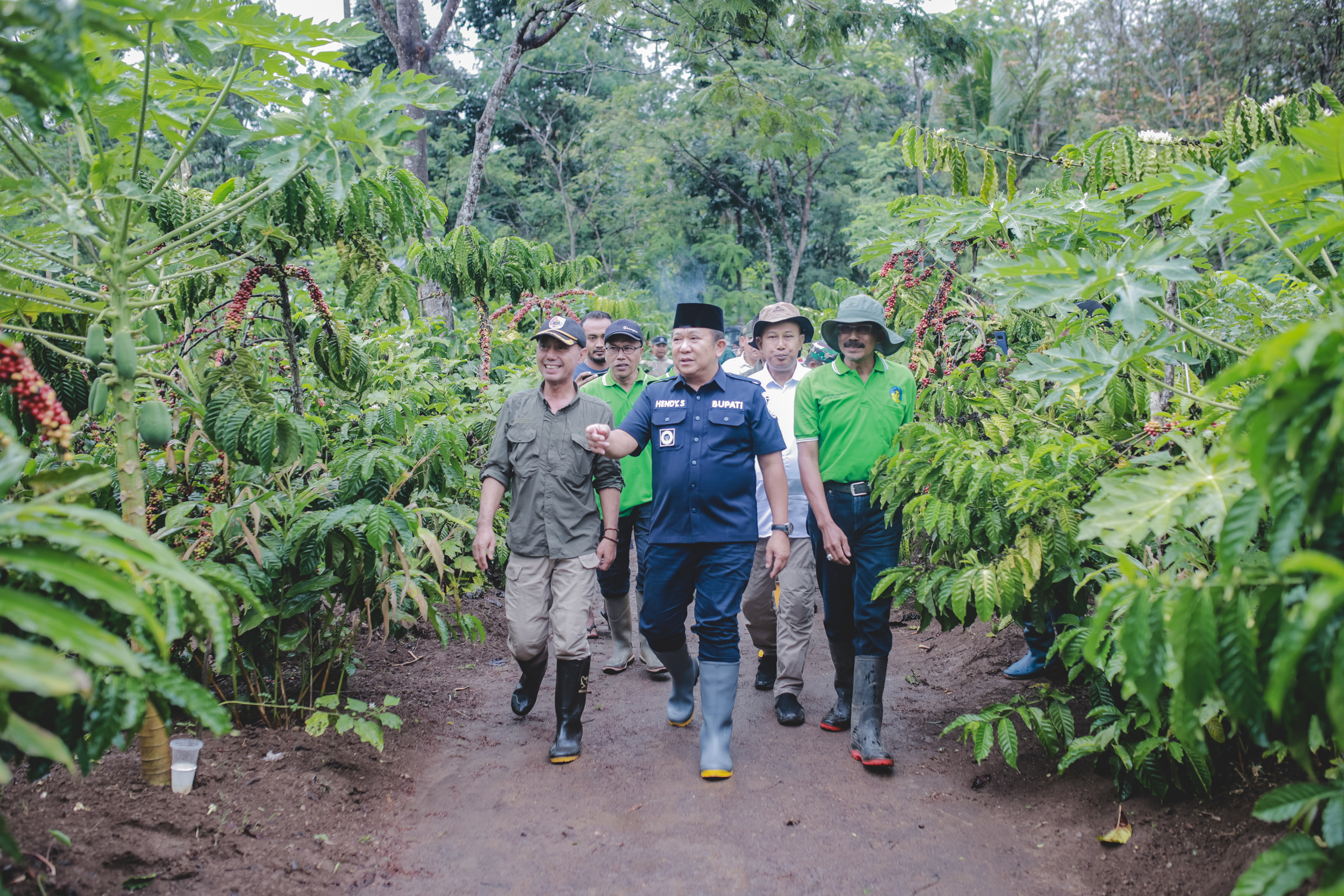 Petik Kopi Merah, Bupati Jember Kenalkan Varietas Kopi Milo Robusta ...