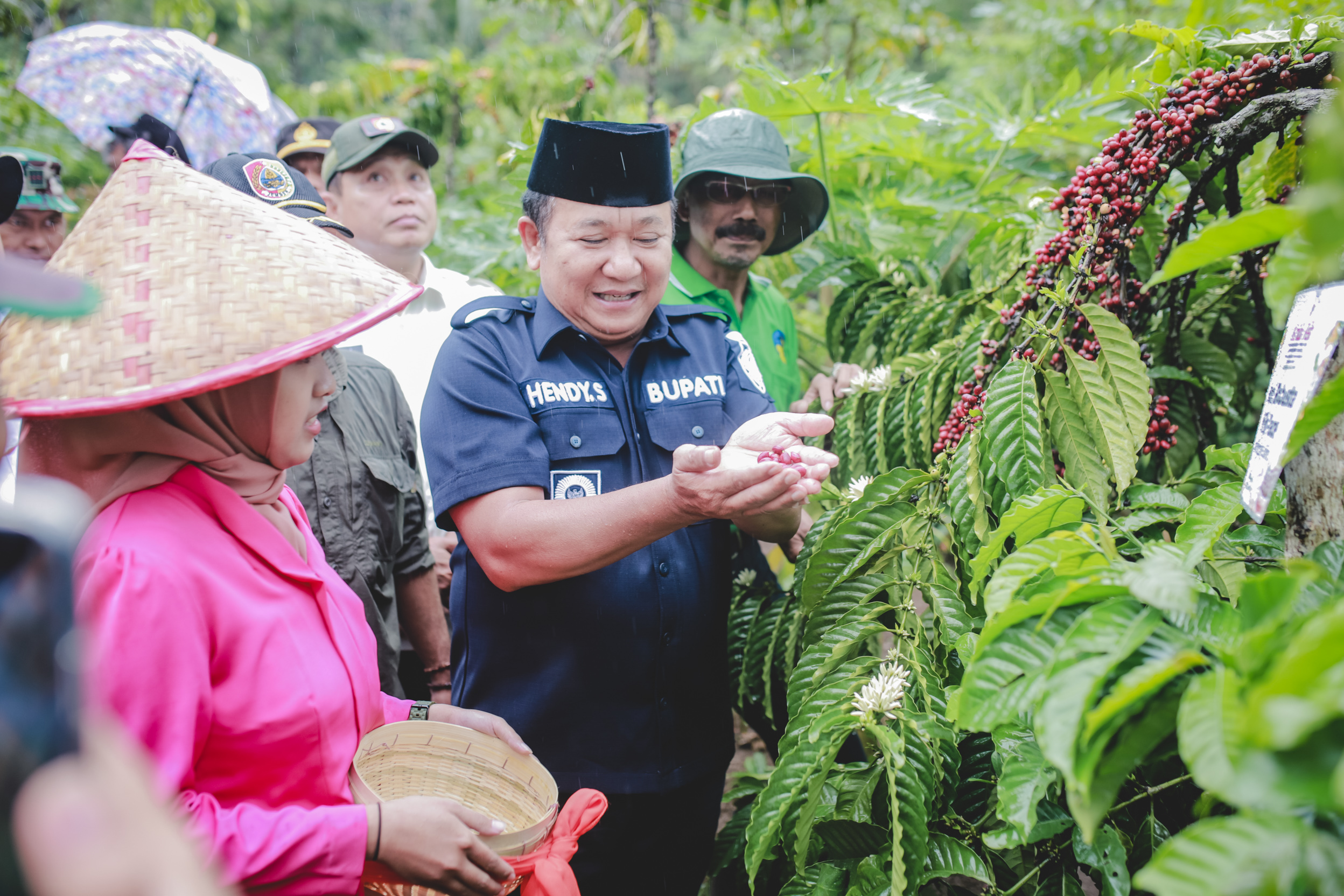Petik Kopi Merah, Bupati Jember Kenalkan Varietas Kopi Milo Robusta ...