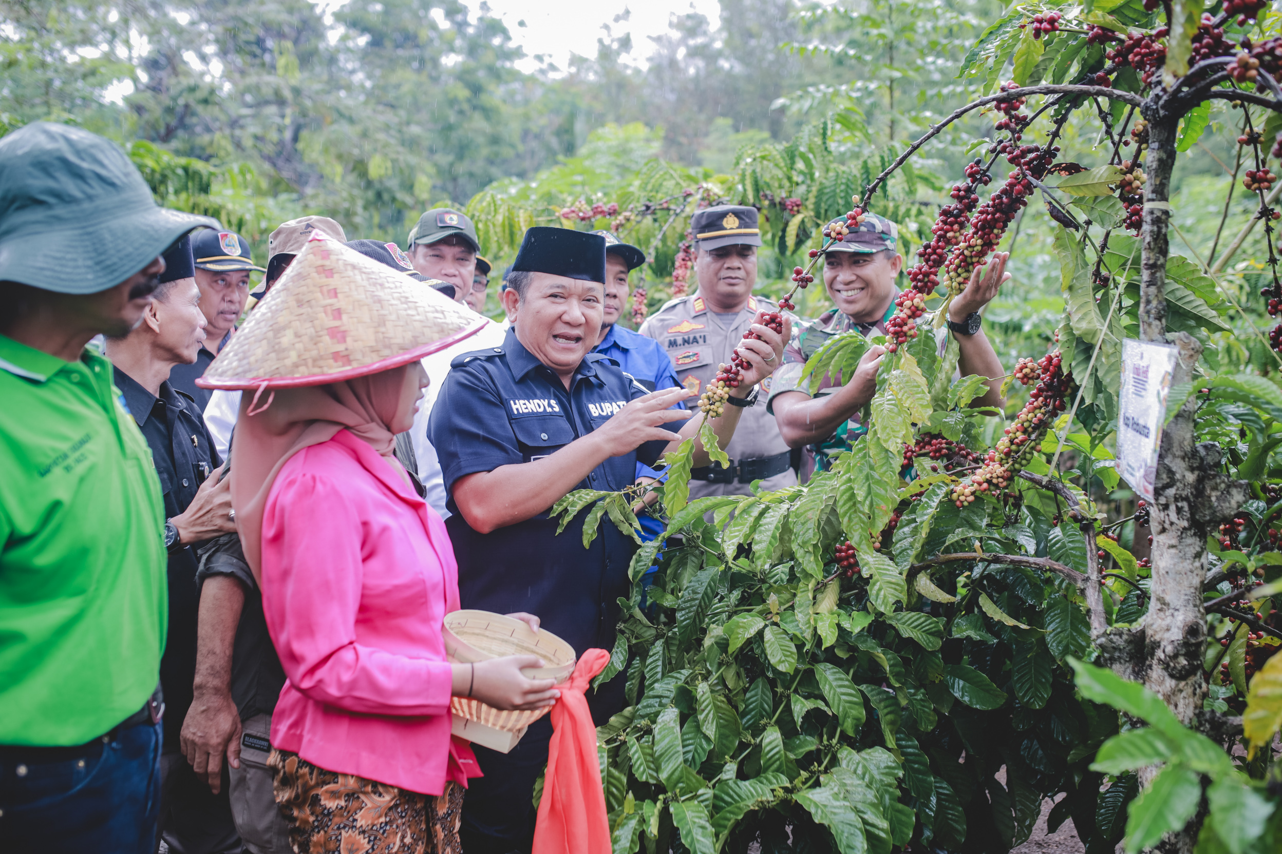 Petik Kopi Merah, Bupati Jember Kenalkan Varietas Kopi Milo Robusta ...